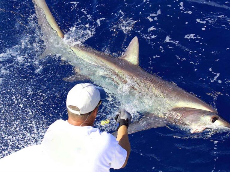 Shark Fishing Charter in Outer Banks & Hatteras, NC by Good Times ...